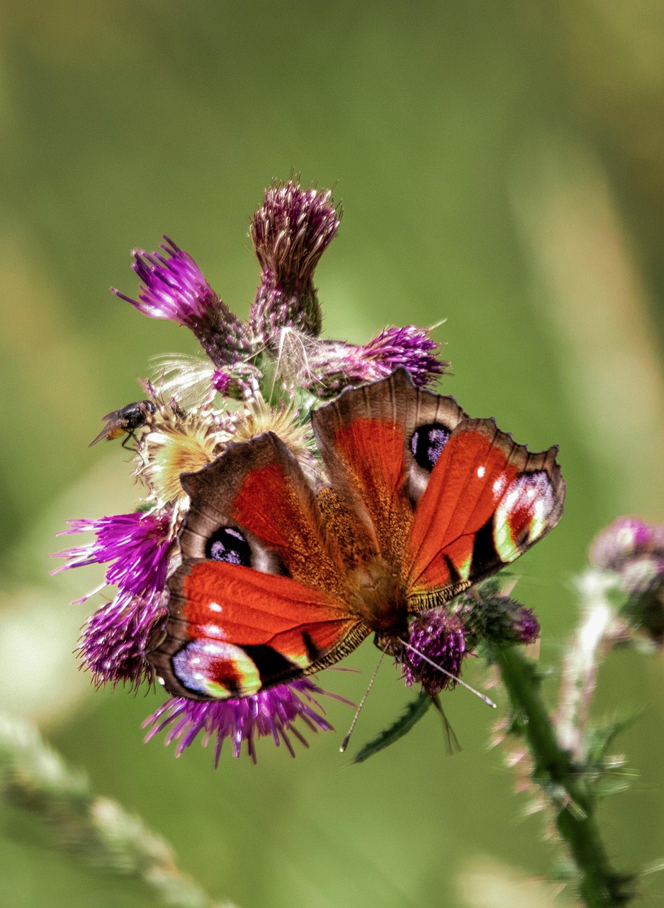 Fleurs Paon Du Jour Pollinisation - Photo gratuite sur Pixabay - Pixabay
