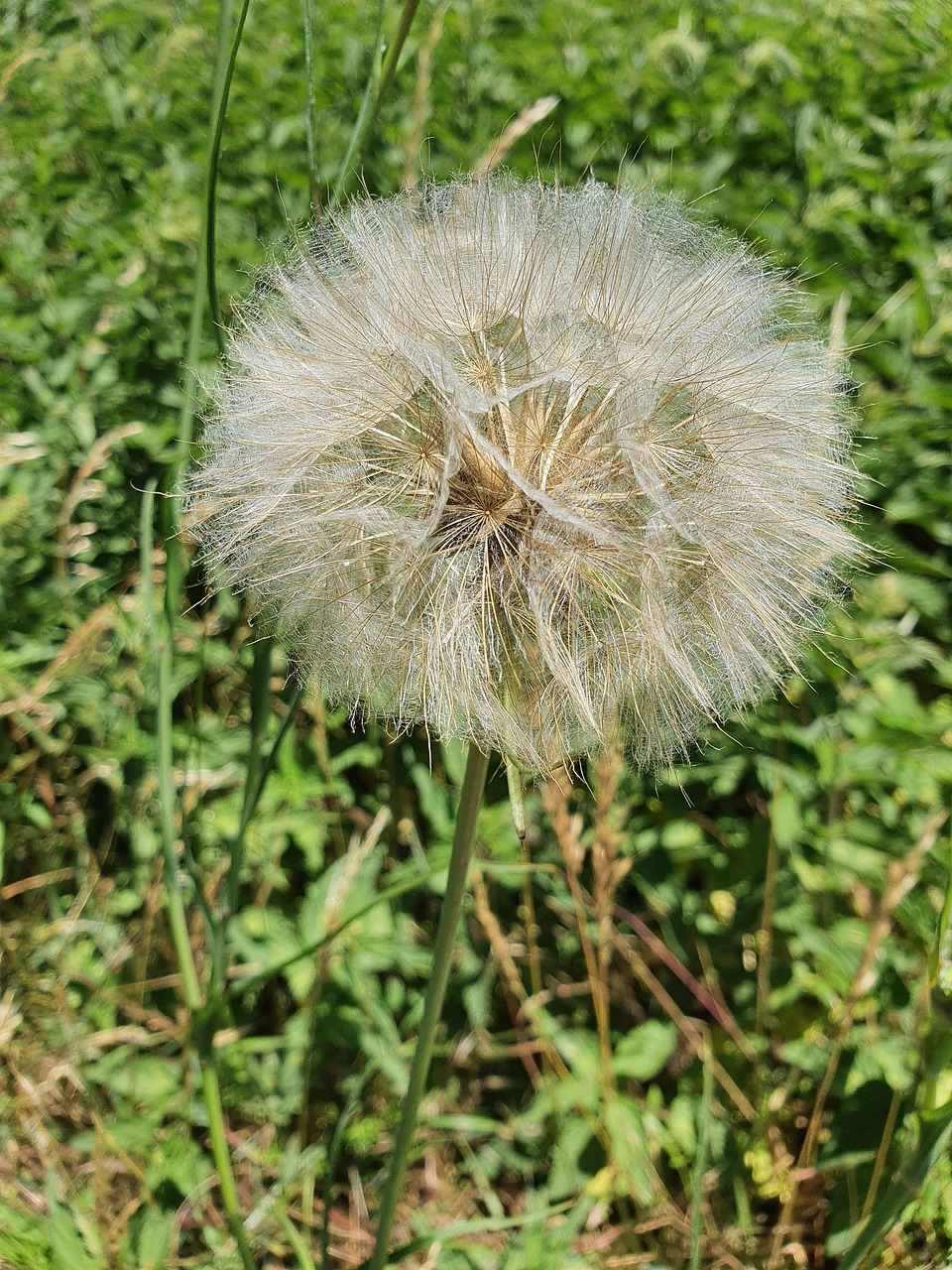 Nature Wayside Big Goatee - Free photo on Pixabay