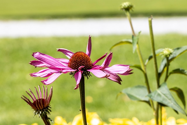Coneflower Roxo Flor - Foto gratuita no Pixabay - Pixabay