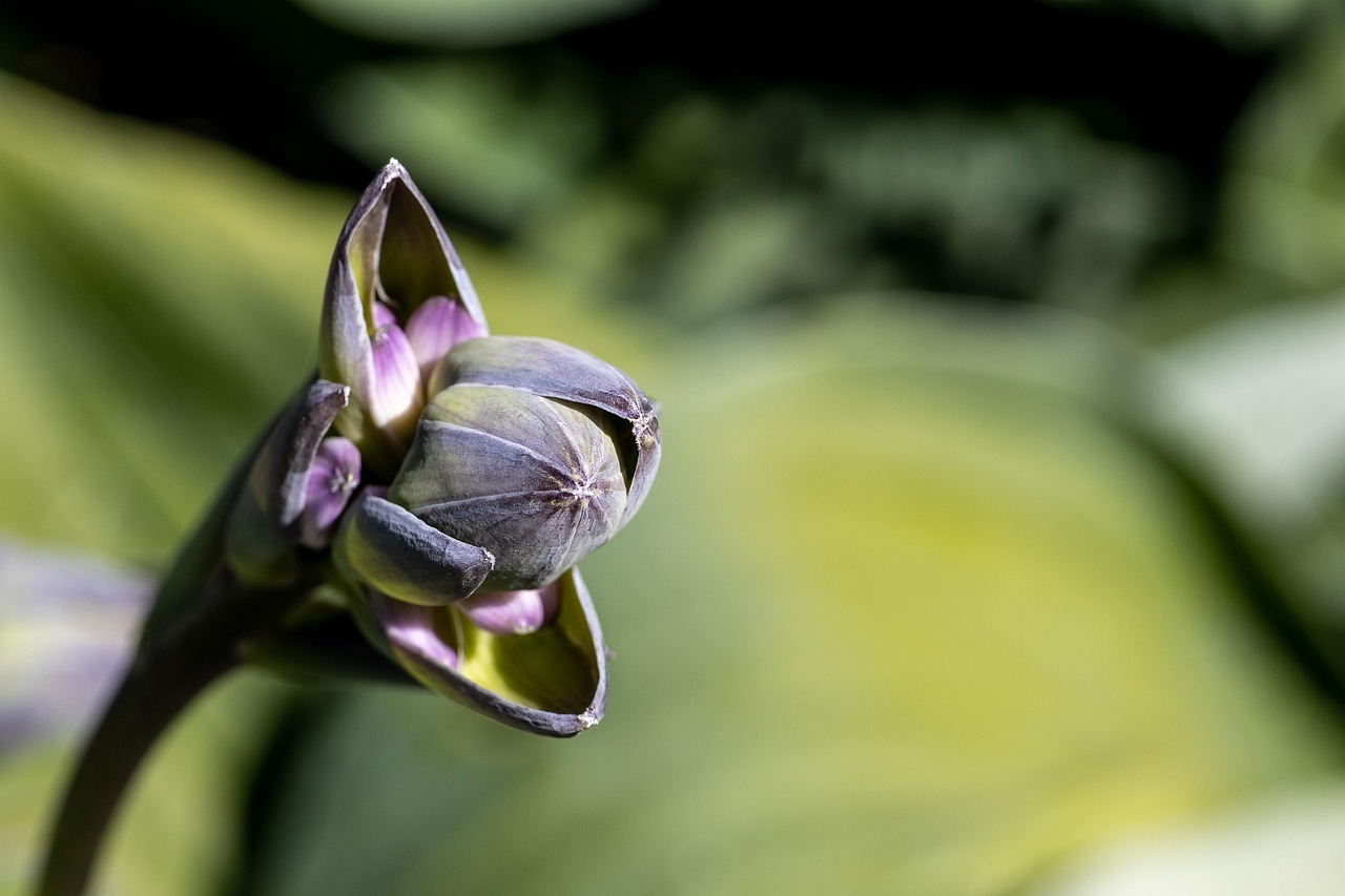 Bunga Tunas Tanaman - Foto gratis di Pixabay - Pixabay