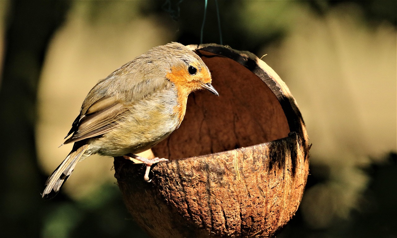 Robin Bird Nature - Free photo on Pixabay