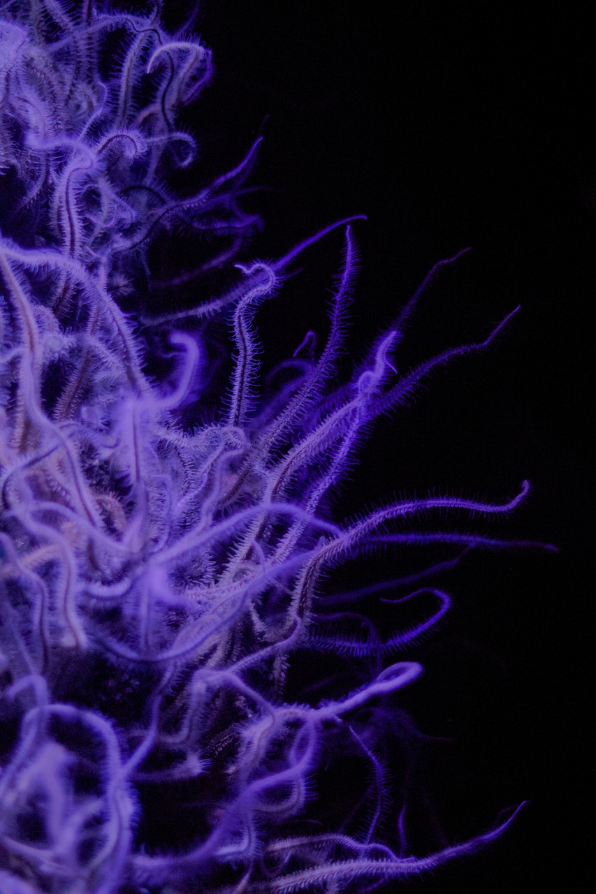 10,000+ Free Mysterious Underwater & Underwater Images - Pixabay