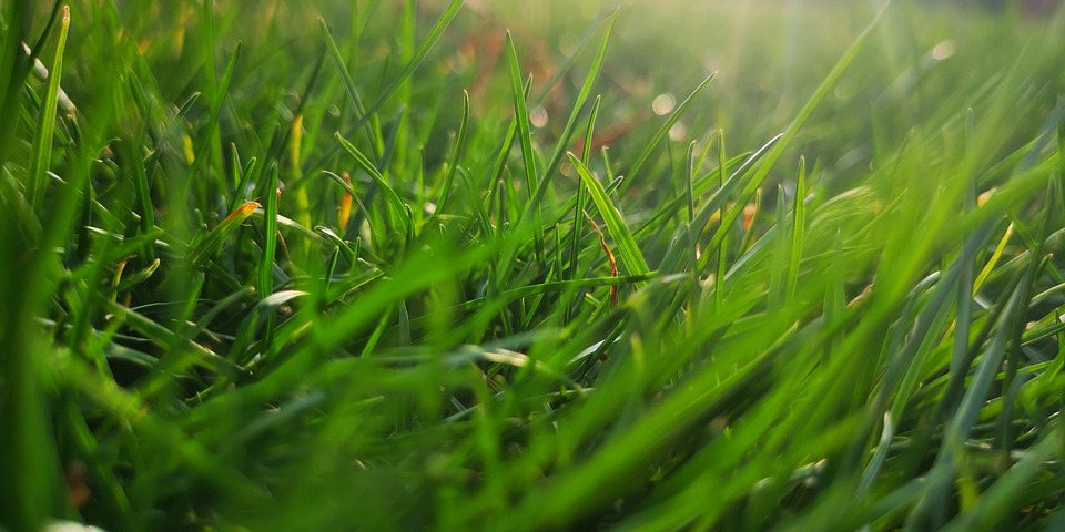 Lawn Grass Botany - Free photo on Pixabay - Pixabay
