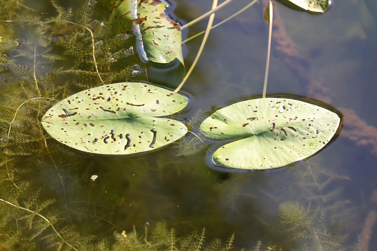 Lirio De Agua Estanque Lago Nuphar - Foto gratis en Pixabay - Pixabay