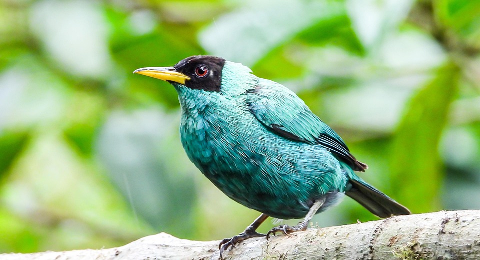 Bird Tanager Ornithology - Free photo on Pixabay - Pixabay