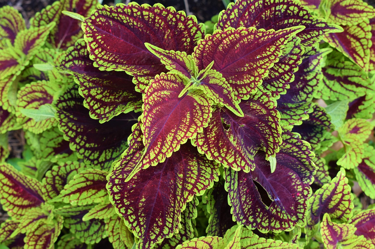 Plantas De Coleo Rojo Jardín - Foto gratis en Pixabay - Pixabay
