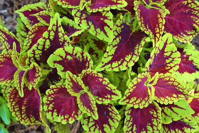 Red Coleus Plants Garden Botany - Free photo on Pixabay - Pixabay