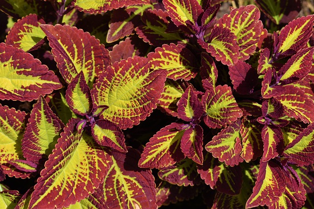 Red Coleus Plants Garden Botany - Free photo on Pixabay - Pixabay