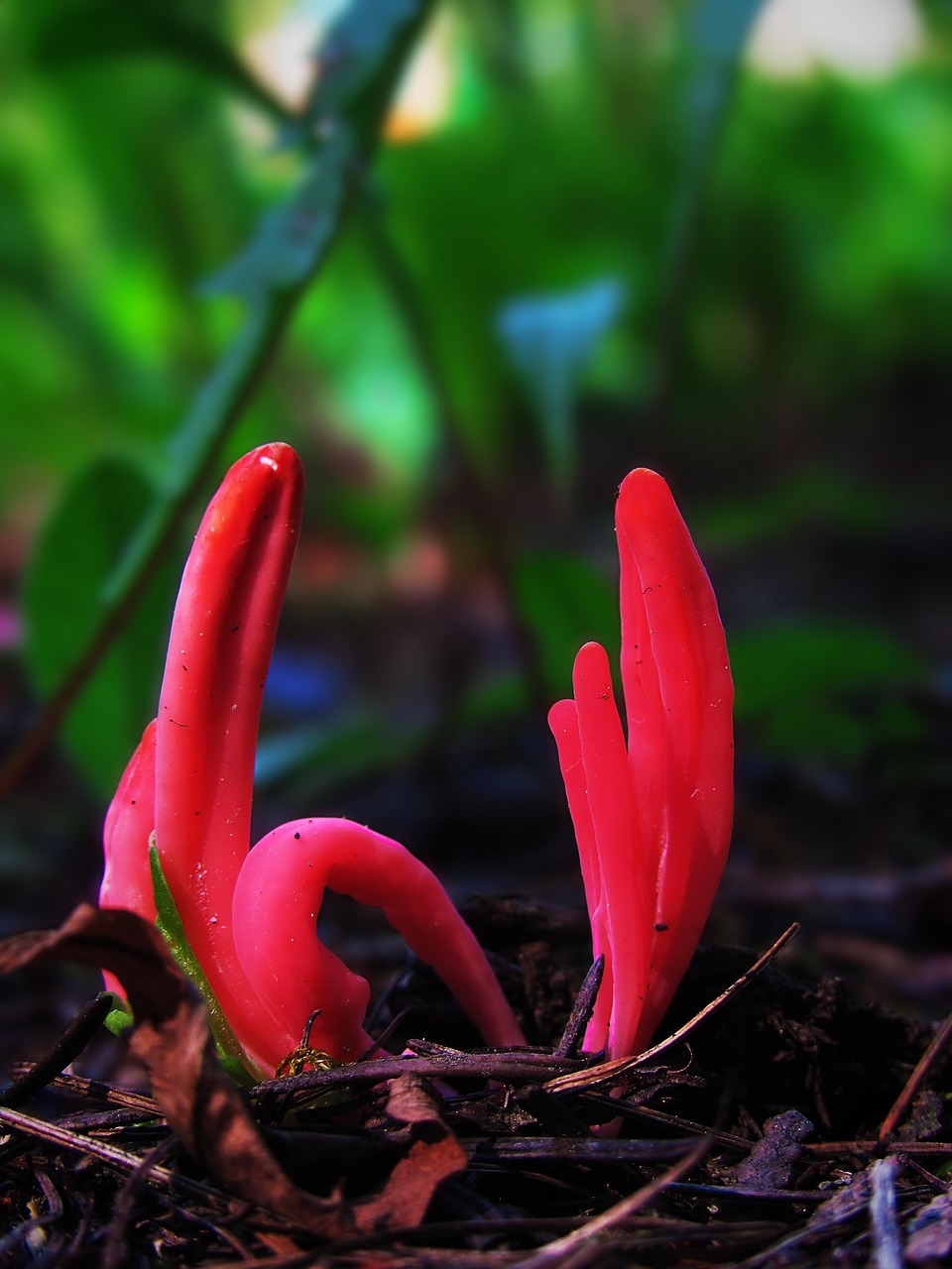 Pink Coral Mushroom Fungi Nature - Free photo on Pixabay