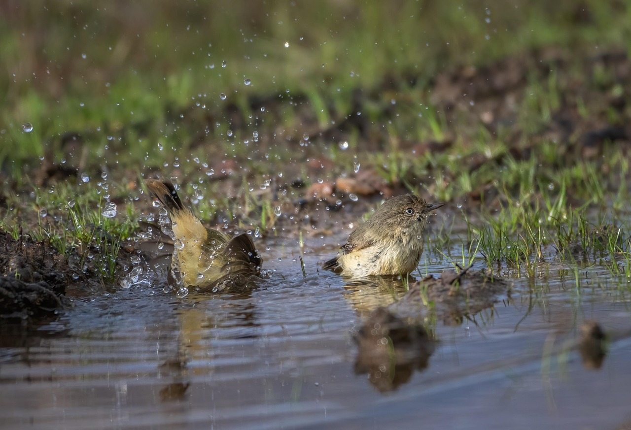 Buff-Rumped Thornbill Birds Puddle - Free photo on Pixabay