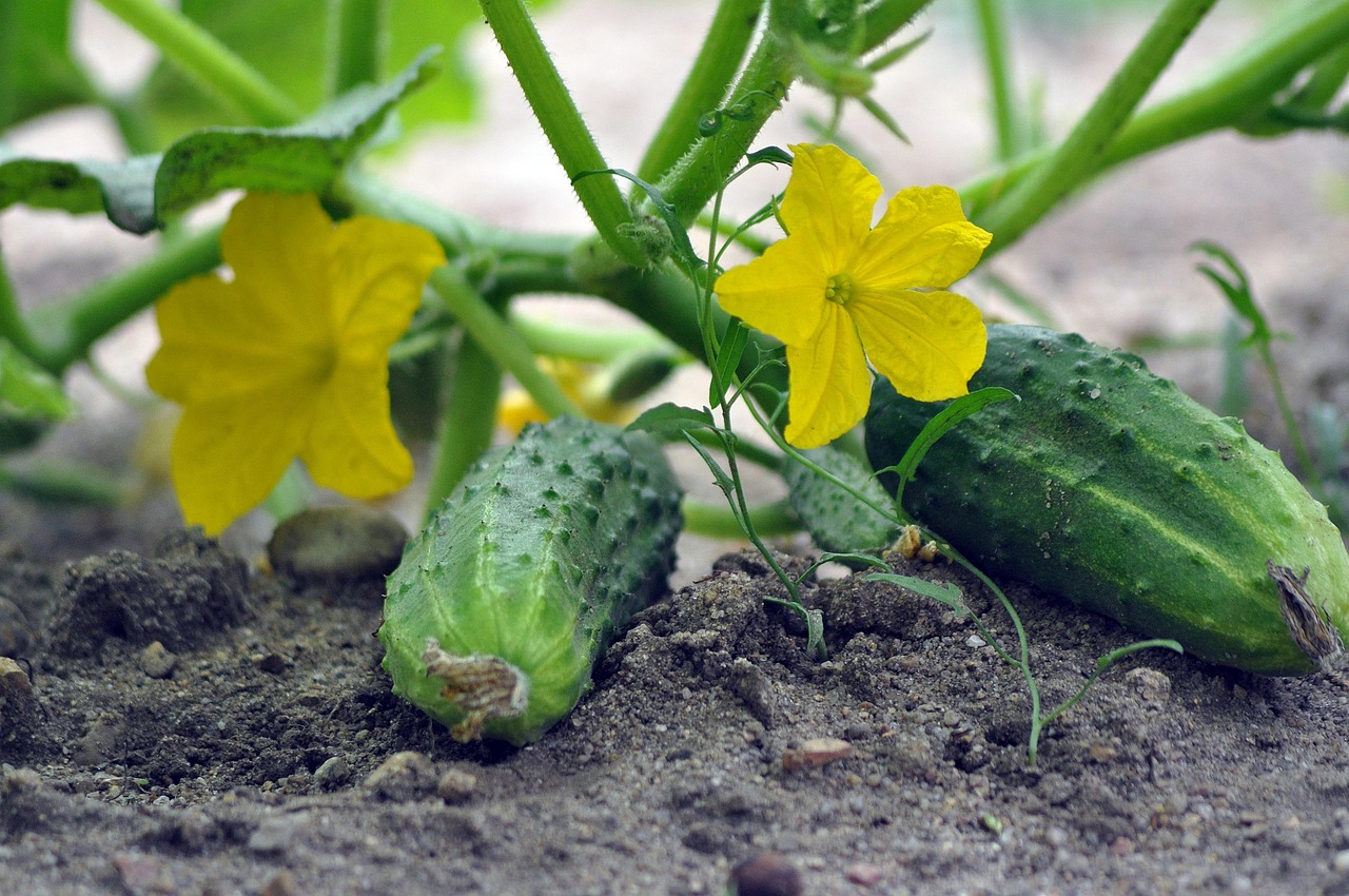 Cucumbers Vegetables Garden - Free photo on Pixabay - Pixabay