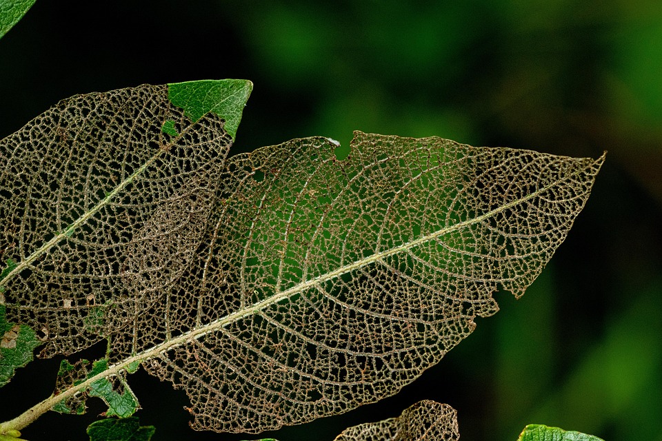 Bladeren Skelet Structuur - Gratis foto op Pixabay
