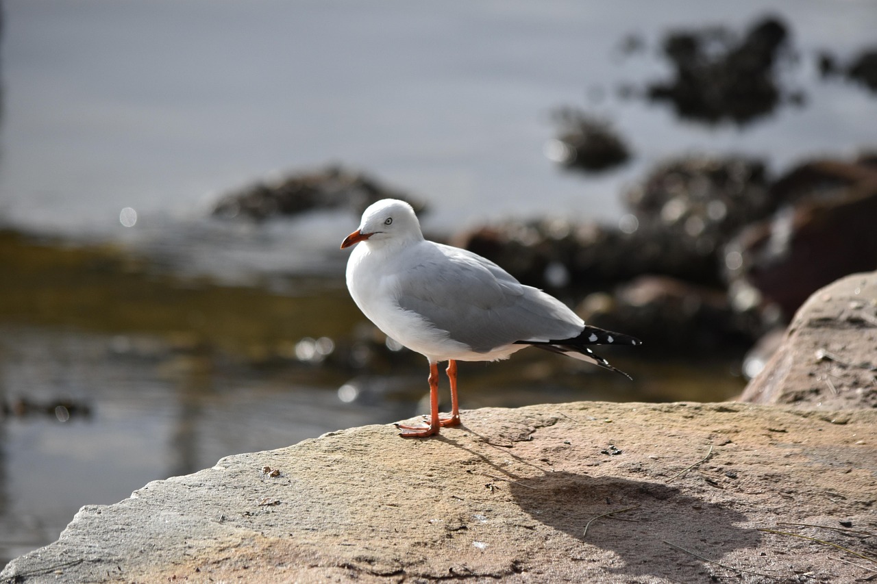Bird Seagull Ornithology - Free photo on Pixabay - Pixabay