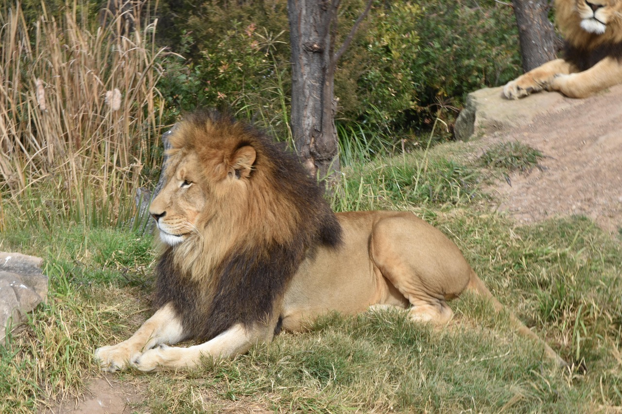 Lion Animal - Free photo on Pixabay - Pixabay