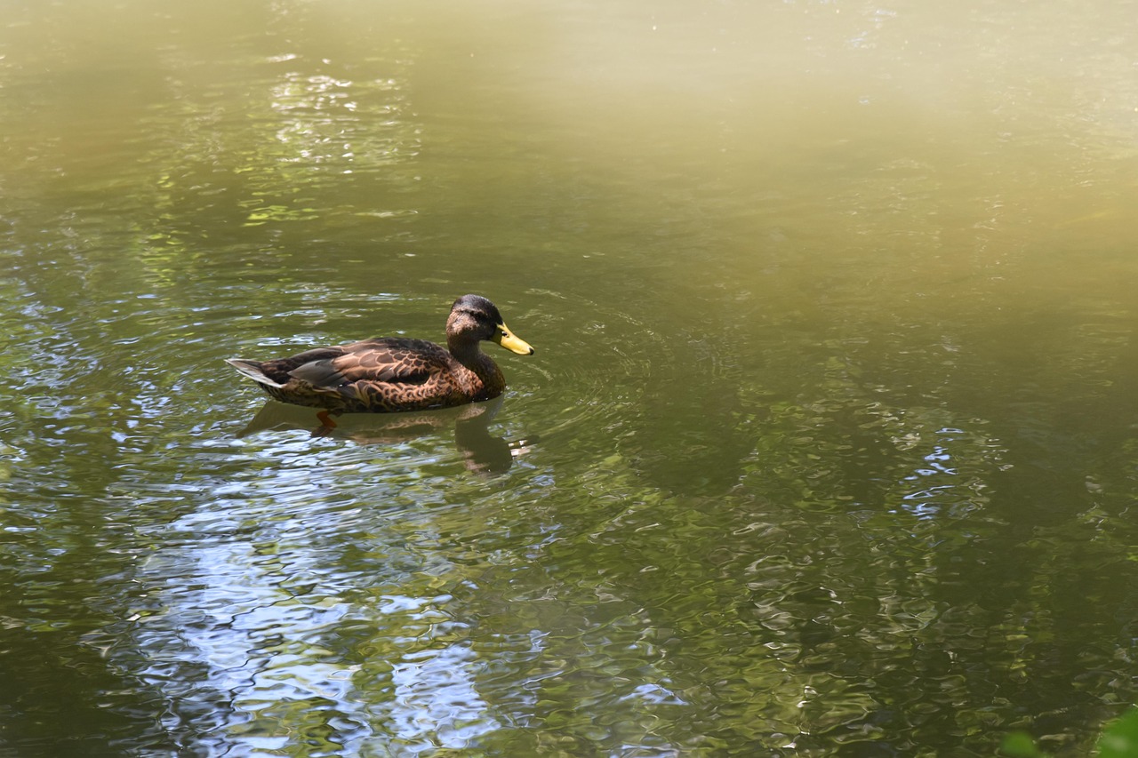 Pato Selvagem Lago - Foto gratuita no Pixabay - Pixabay