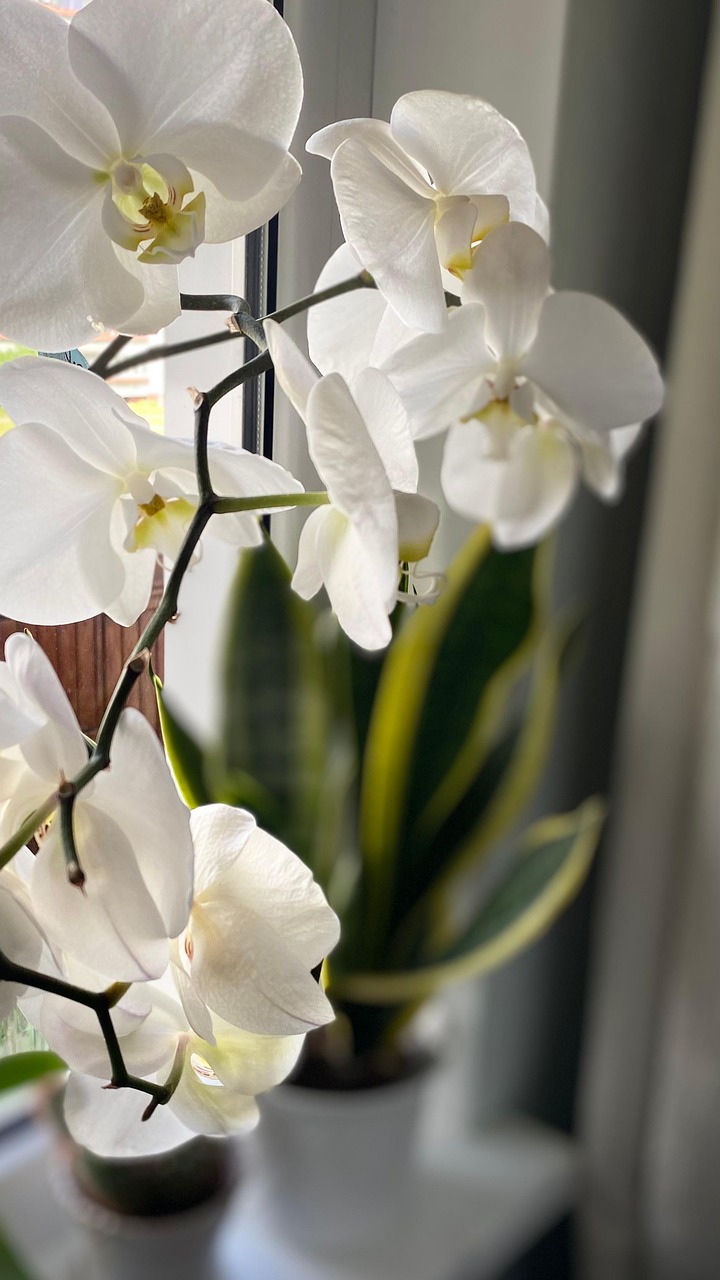 Orchidee Blumen Pflanze Die - Kostenloses Foto auf Pixabay - Pixabay