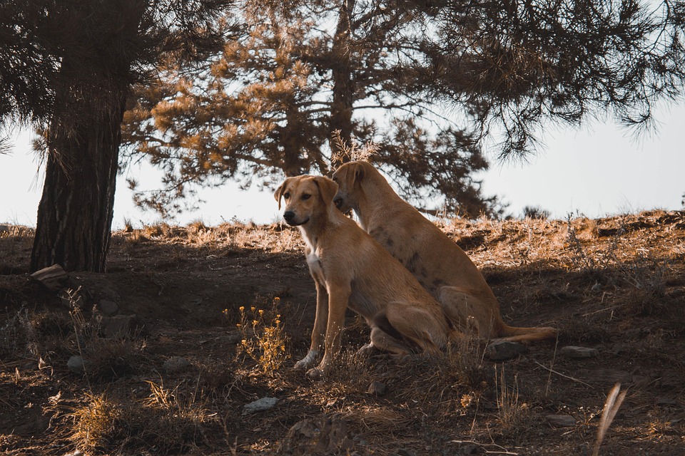 Animal Perros Mamífero - Foto gratis en Pixabay - Pixabay
