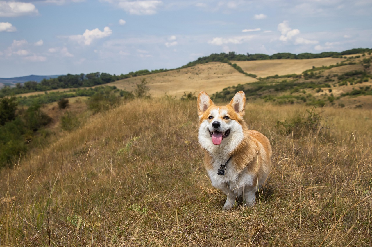 Pembroke Welsh Corgi - Free photo on Pixabay