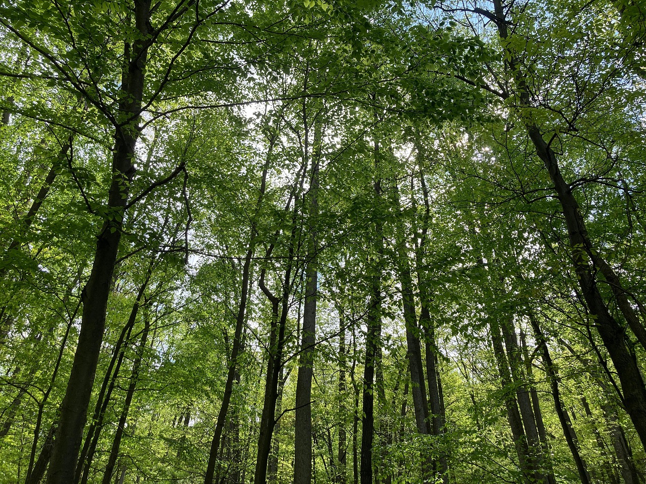 Catoctin Mountain Park Maryland - Free photo on Pixabay - Pixabay