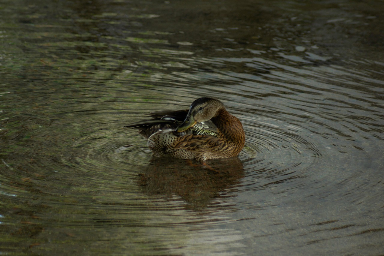 Bird Ornithology Duck - Free photo on Pixabay