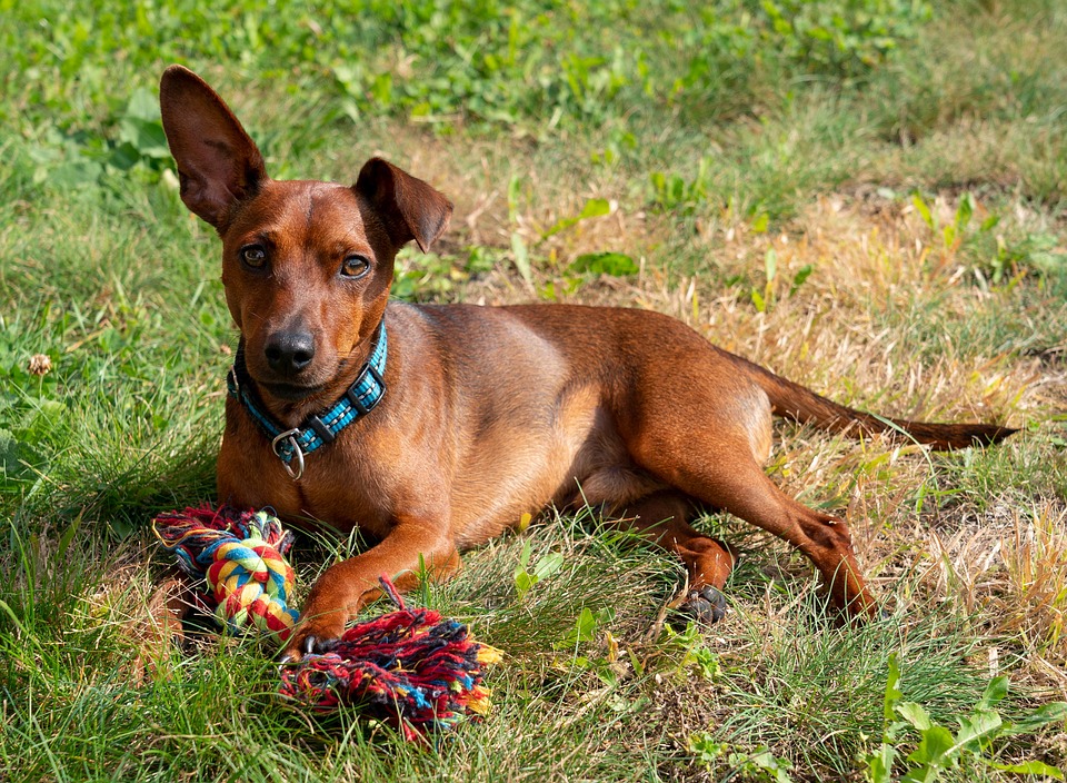 Animal Cachorro Raça Bicho De - Foto gratuita no Pixabay
