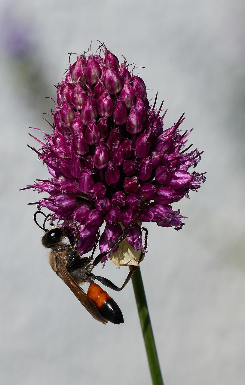 Plantar Flor Allium - Foto gratuita no Pixabay - Pixabay