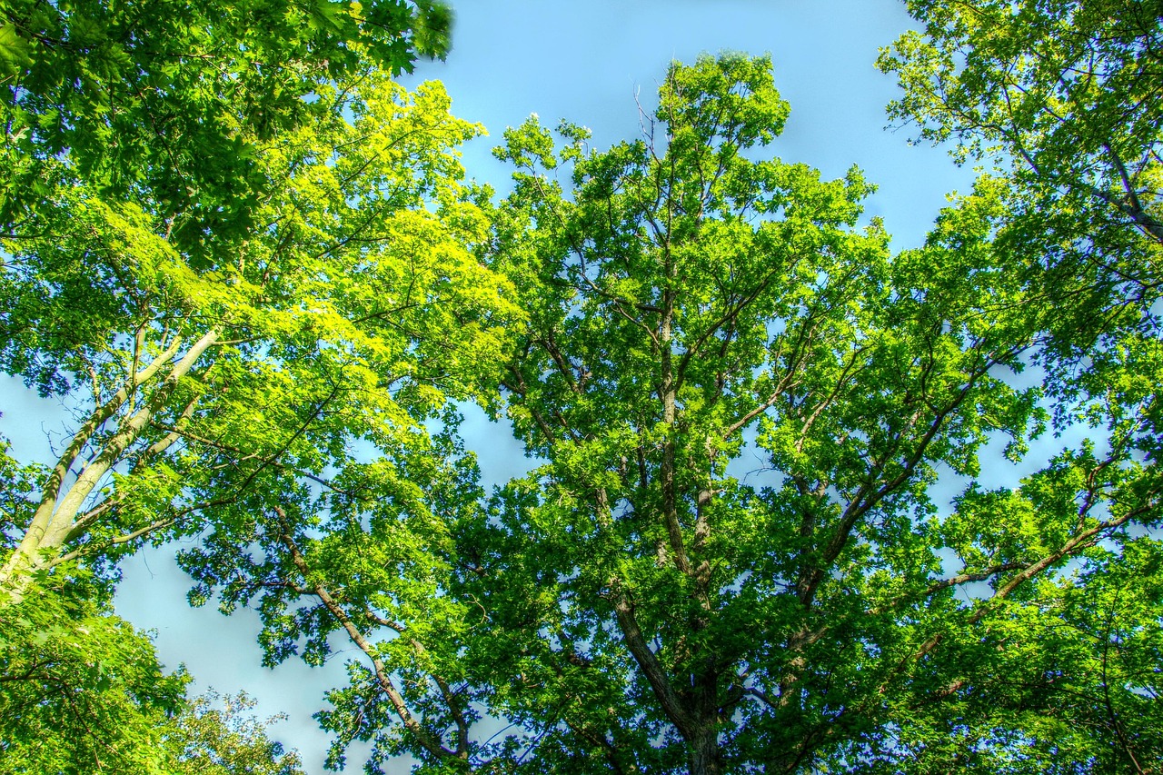 Arvores Folhas Floresta Região - Foto gratuita no Pixabay - Pixabay
