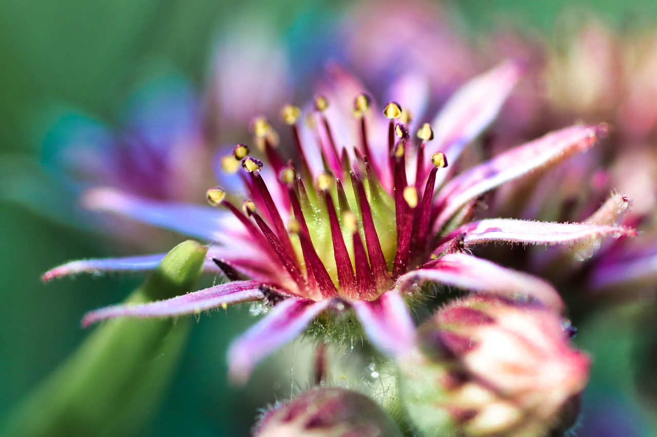 Fleur Bloom Succulent - Photo gratuite sur Pixabay - Pixabay