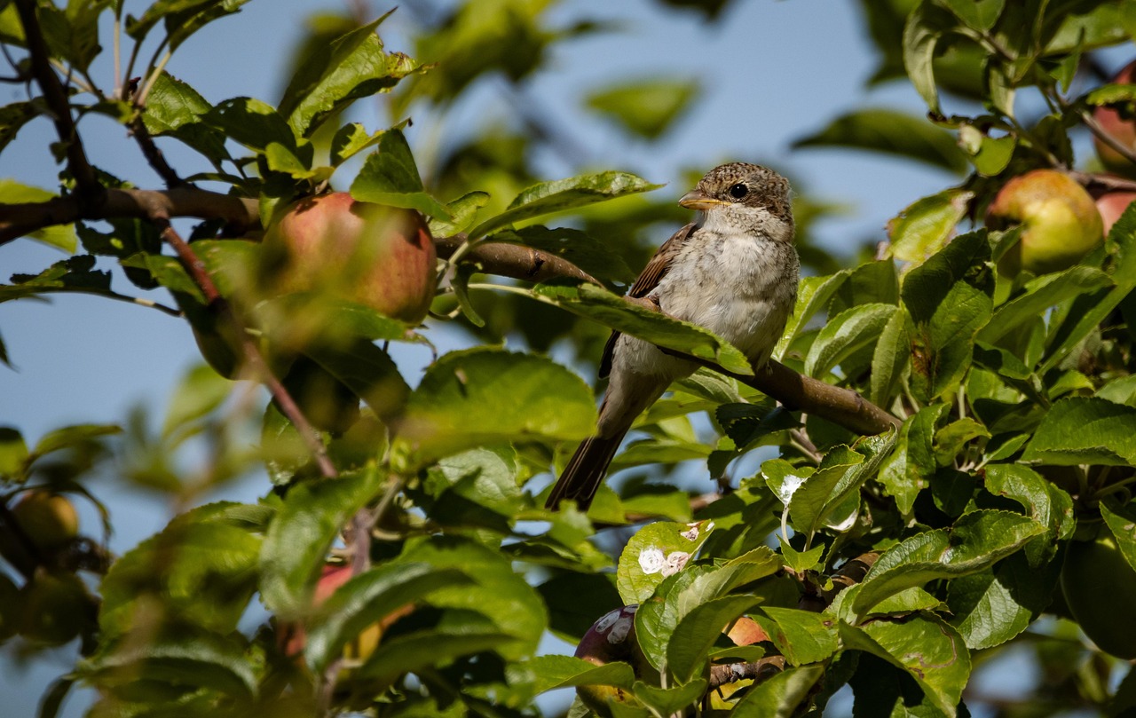 Pájaro Sentado Animal - Foto gratis en Pixabay - Pixabay