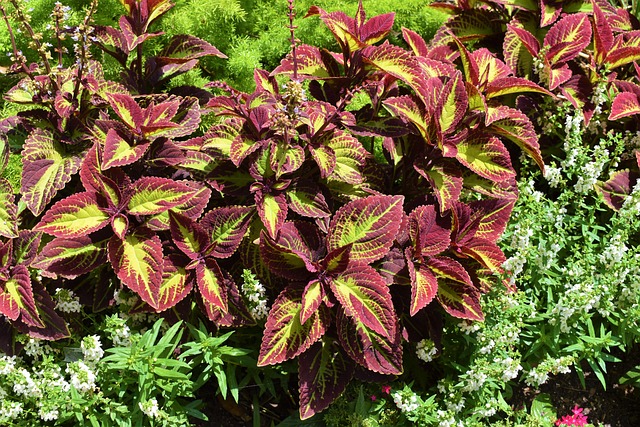 Coleus Plants Garden Botany - Free photo on Pixabay