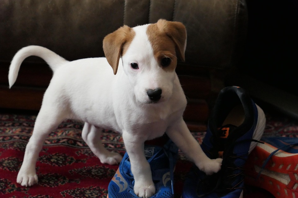 Attila Puppy Pet - Free photo on Pixabay - Pixabay