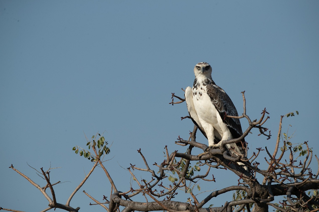 Eagle Bird Of Prey - Free photo on Pixabay - Pixabay