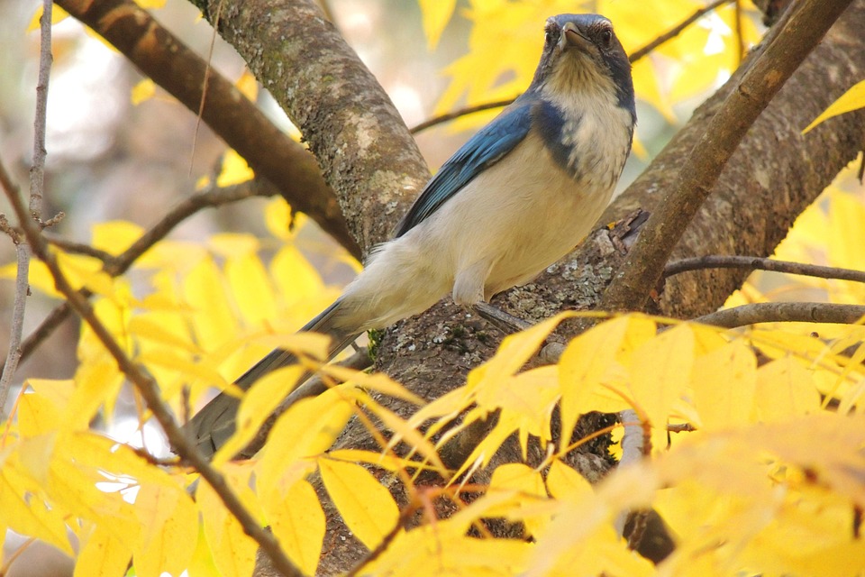 Bird Blue Jay Leaves Free Photo On Pixabay Pixabay