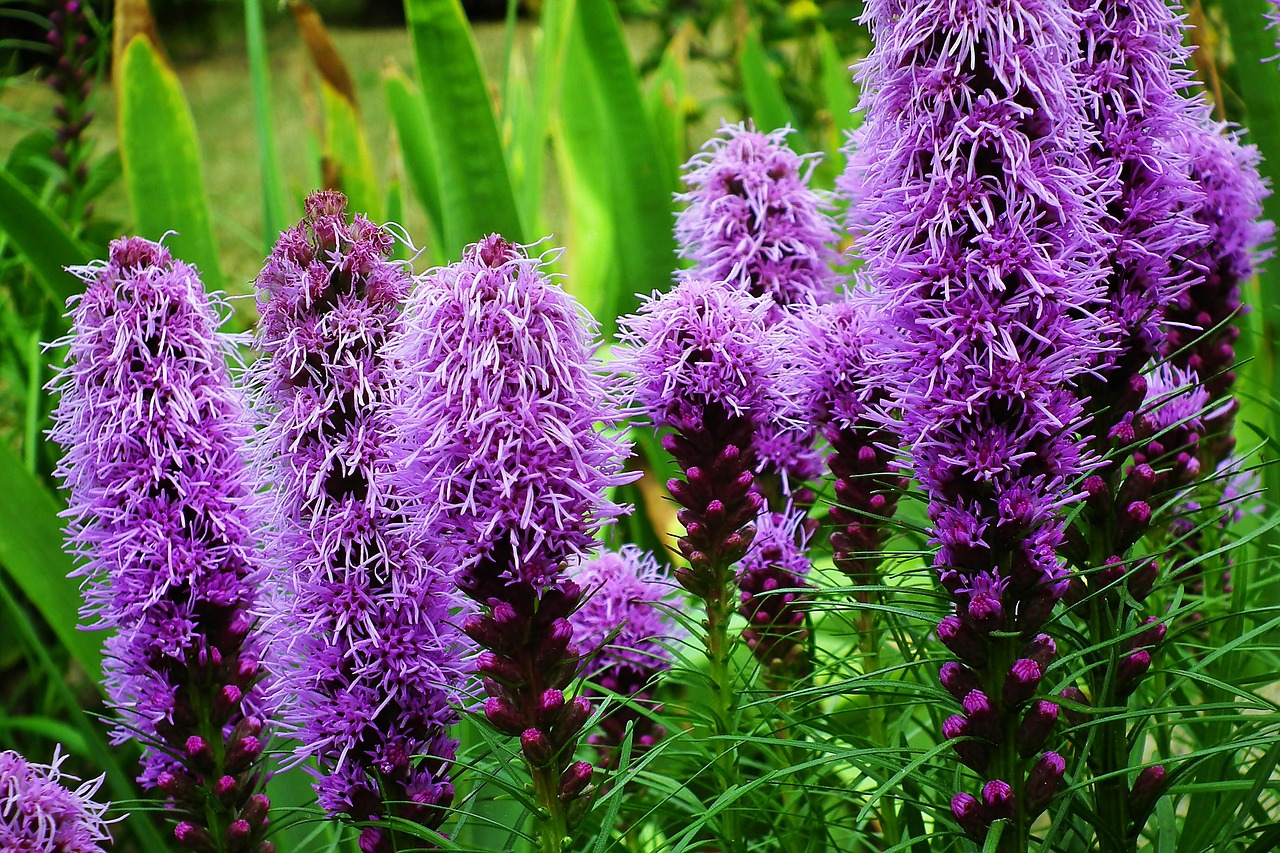 Violet Flowers Bloom - Free photo on Pixabay - Pixabay