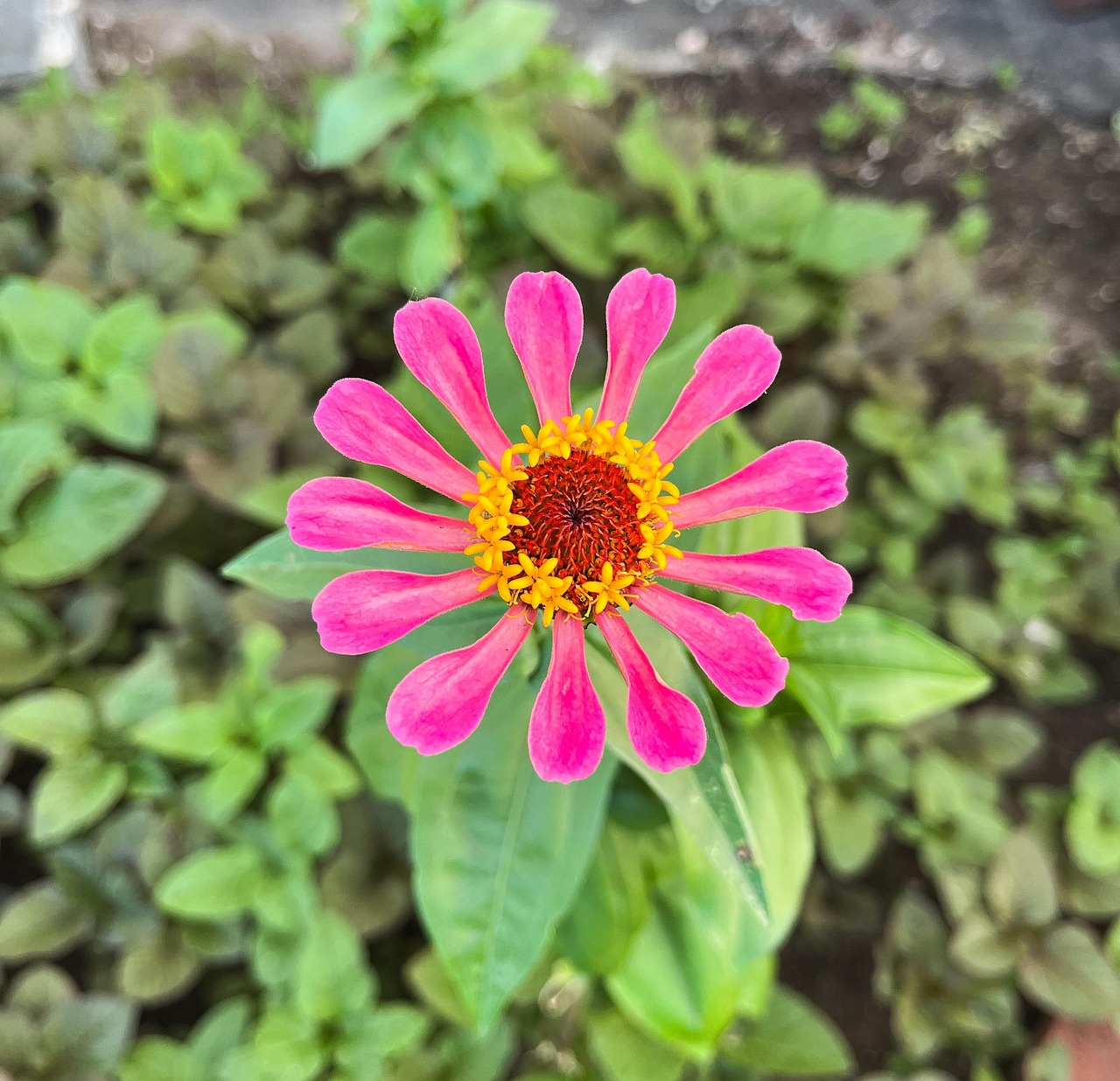 Flor Zinnia Bloom - Foto gratis en Pixabay - Pixabay