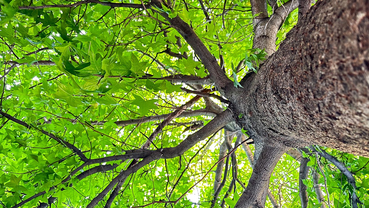 20,000+ Free Worm'S-Eye View & Eye Images - Pixabay