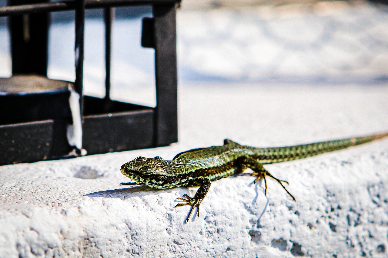 200+ Free Salamander & Nature Photos - Pixabay