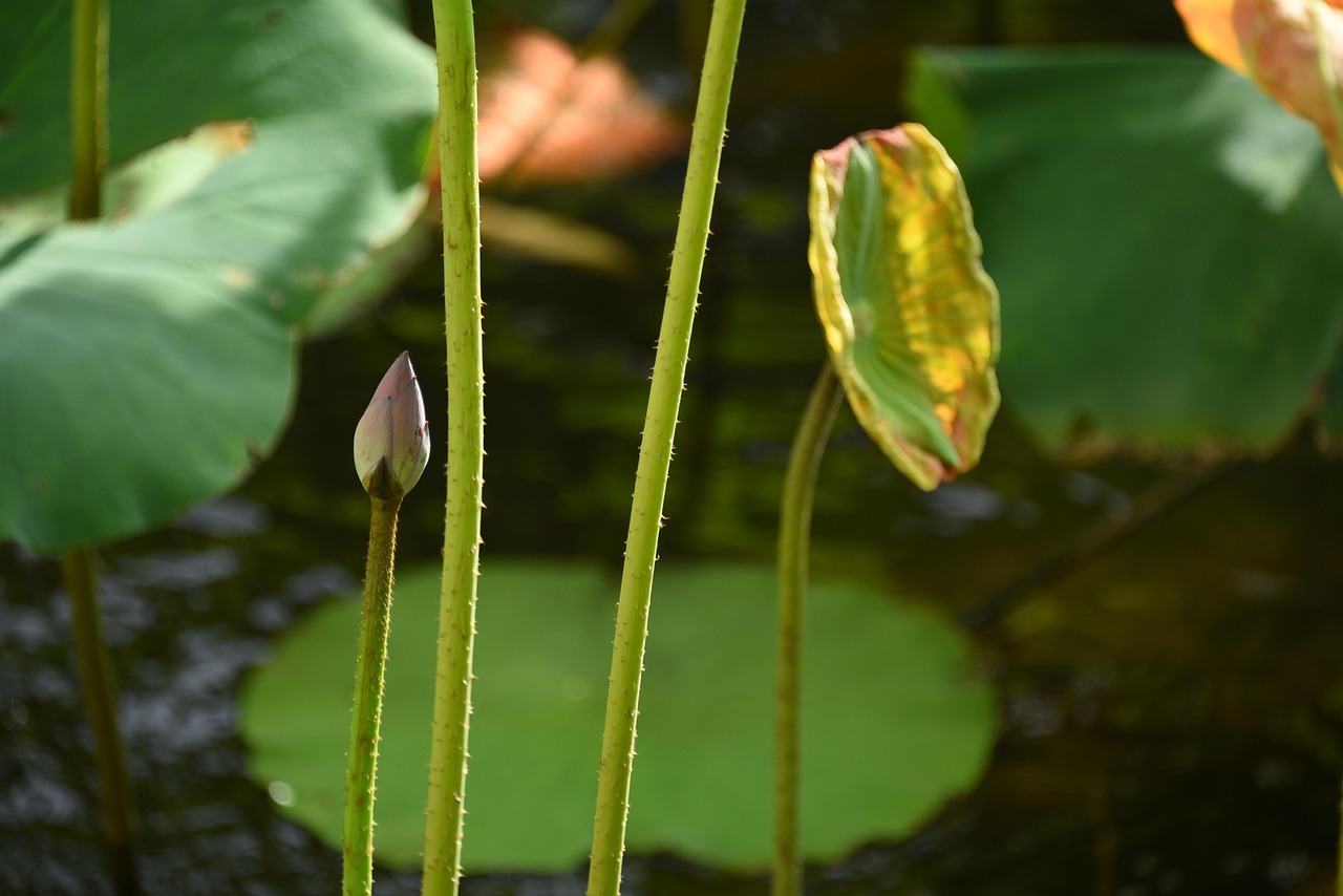 Lotus Feuille Fleur - Photo gratuite sur Pixabay - Pixabay