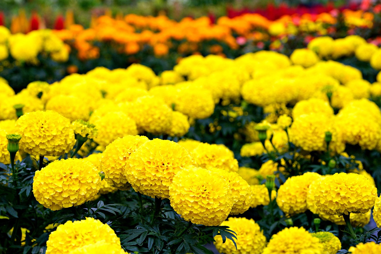 Yellow Marigold Flower Field