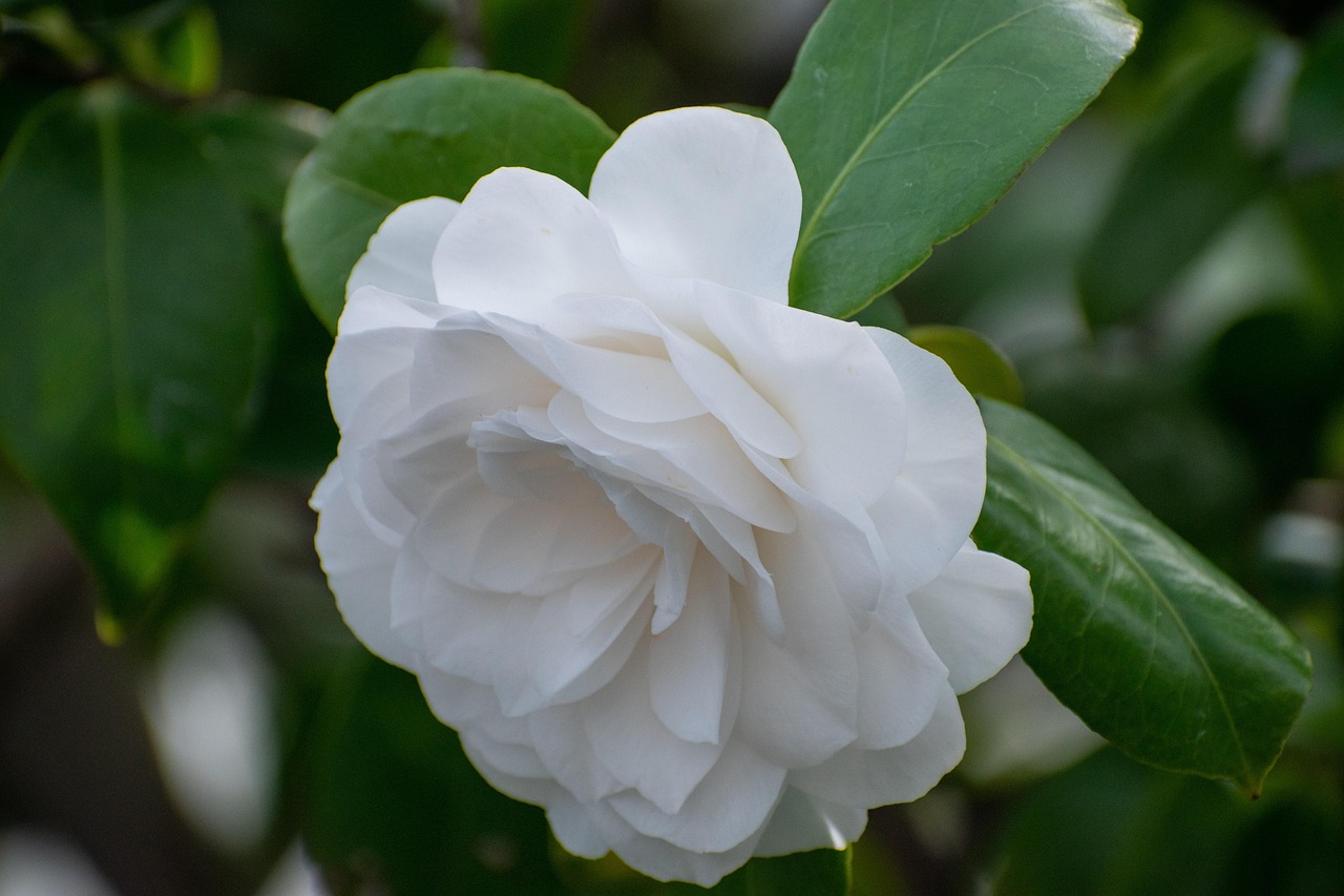 Bunga-Bunga Mawar Bloom - Foto gratis di Pixabay - Pixabay