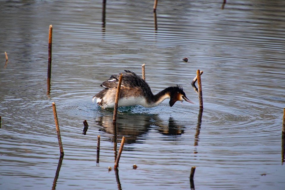 Bird Grebe Lake Water - Free photo on Pixabay - Pixabay