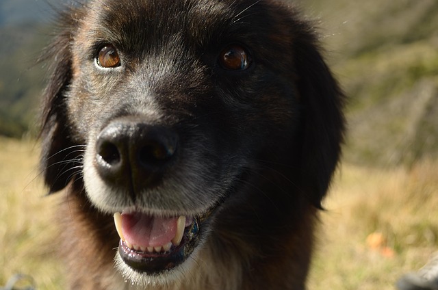 Dog Canine Snout - Free photo on Pixabay - Pixabay