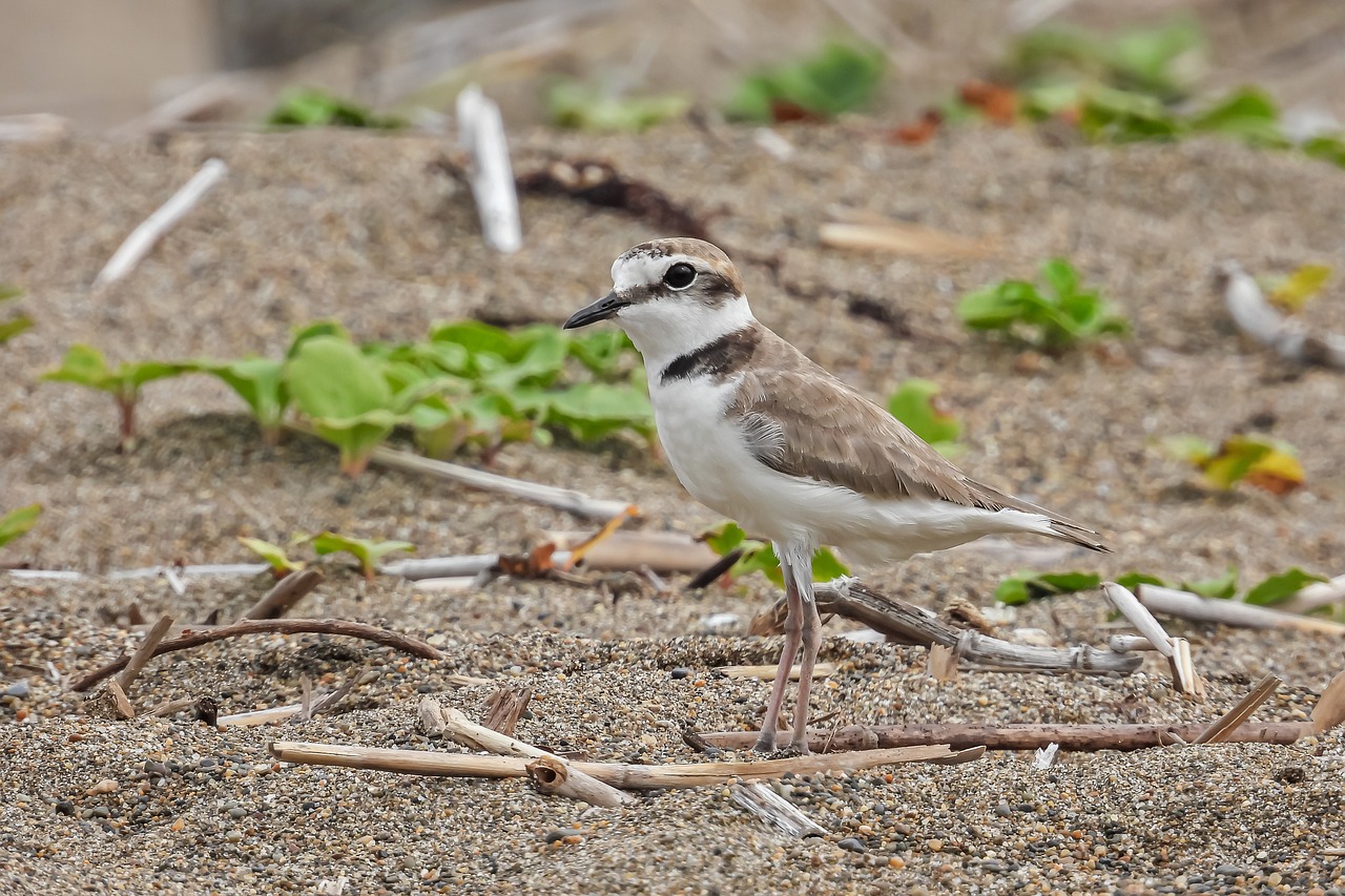 Bird Kentish Plover Ornithology - Free photo on Pixabay