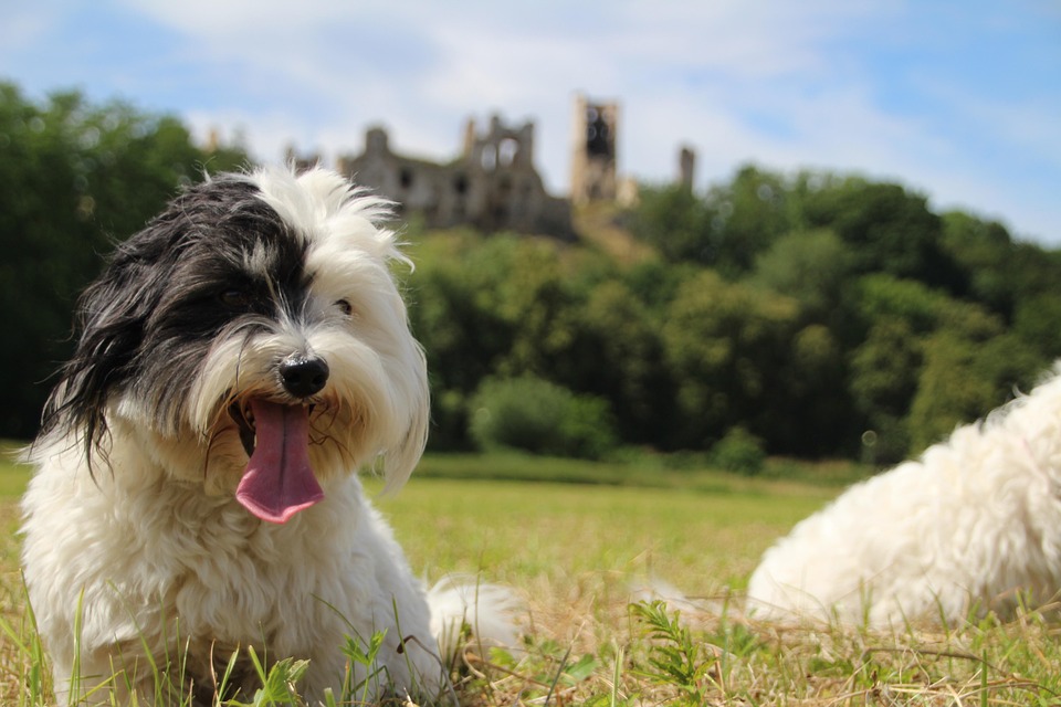Hund Haustier - Kostenloses Foto auf Pixabay
