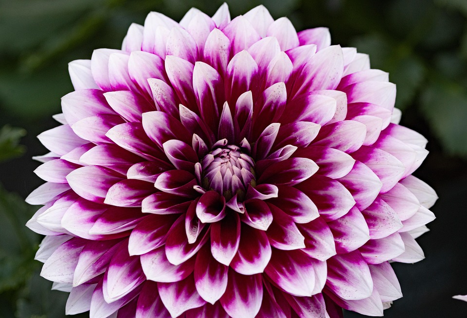 Flor Dalia Magenta - Foto gratis en Pixabay