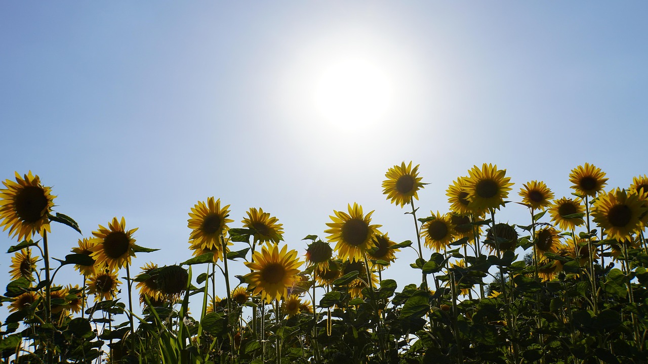 60,000+ Free Evening Flower & Nature Images - Pixabay