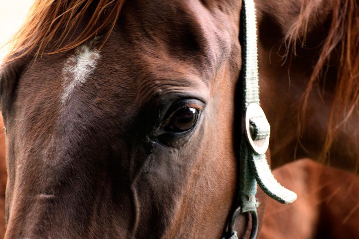 60+ Free Horse Snout & Horse Photos - Pixabay