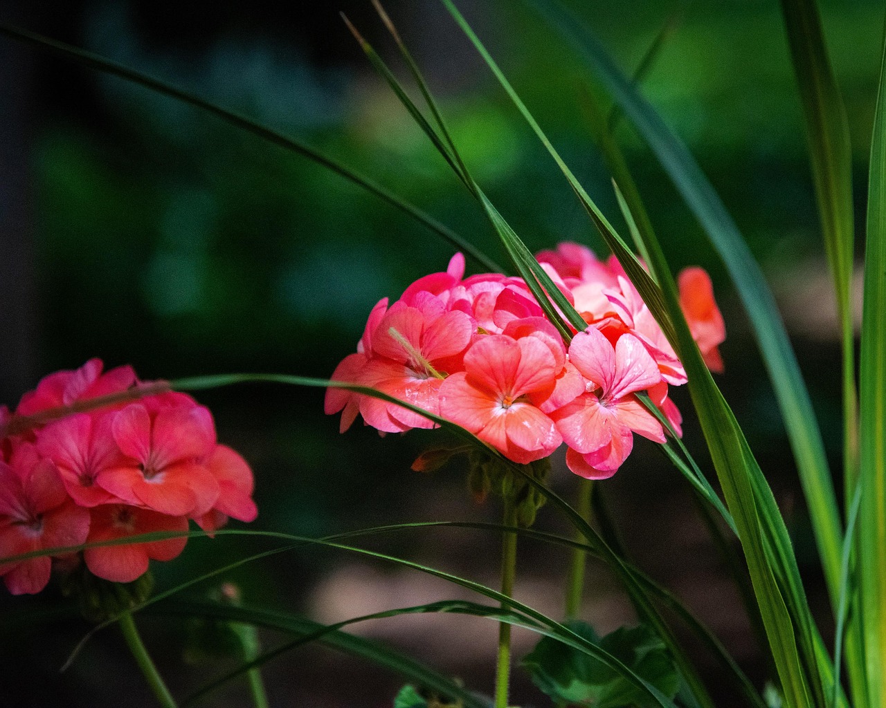 Blumen Garten Gartenblumen Rote - Kostenloses Foto auf Pixabay - Pixabay