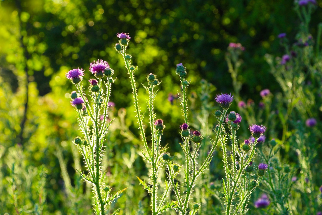Thistle Flowers Field - Free photo on Pixabay - Pixabay