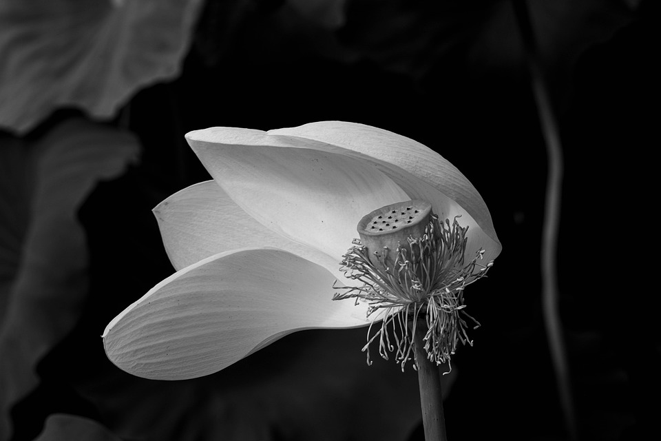 Lotus Blume Weißer - Kostenloses Foto auf Pixabay